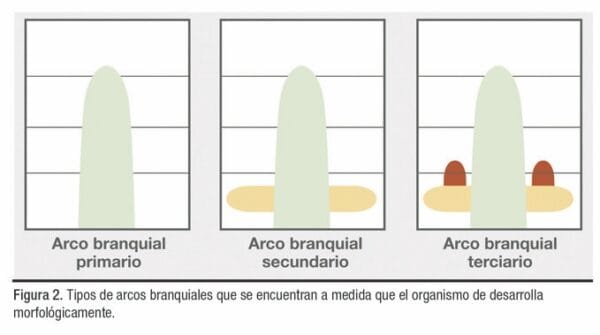 Identificación del desarrollo branquial en postlarvas de Litopenaeus ...